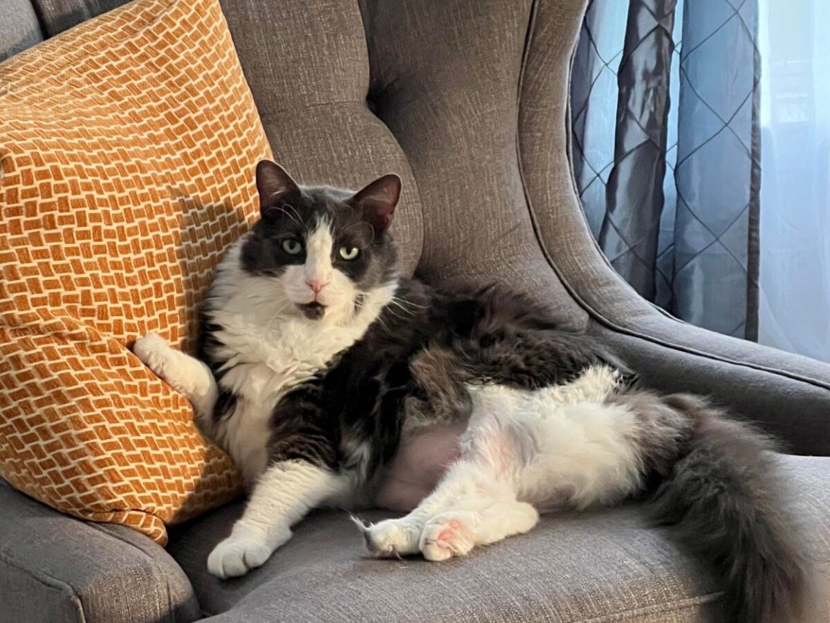 Fostering and Adoptions - Bowie CLAW Fostering and Adoptions - Bowie CLAW