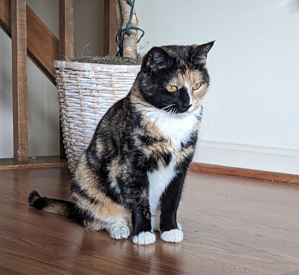 Cat Adoption Application Form - Bowie CLAW